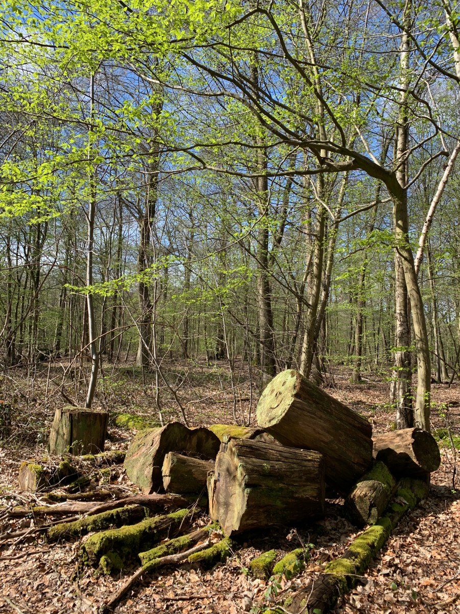 Explorez la forêt de Marly : itinéraire de Poissy à Bougival | TREKKINGZONE